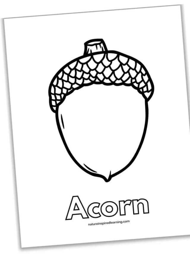 Acorn Coloring Pages - Nature Inspired Learning