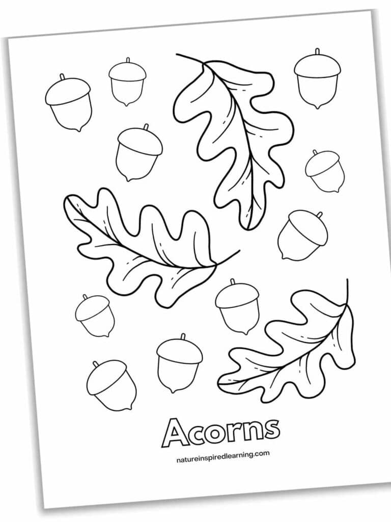 Acorn Coloring Pages - Nature Inspired Learning