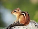 Fall Picture Books - Nature Inspired Learning