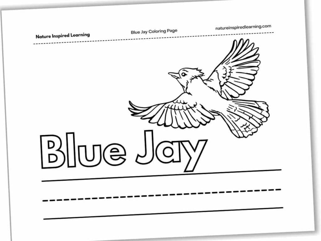 Blue Jay Coloring Pages - Nature Inspired Learning