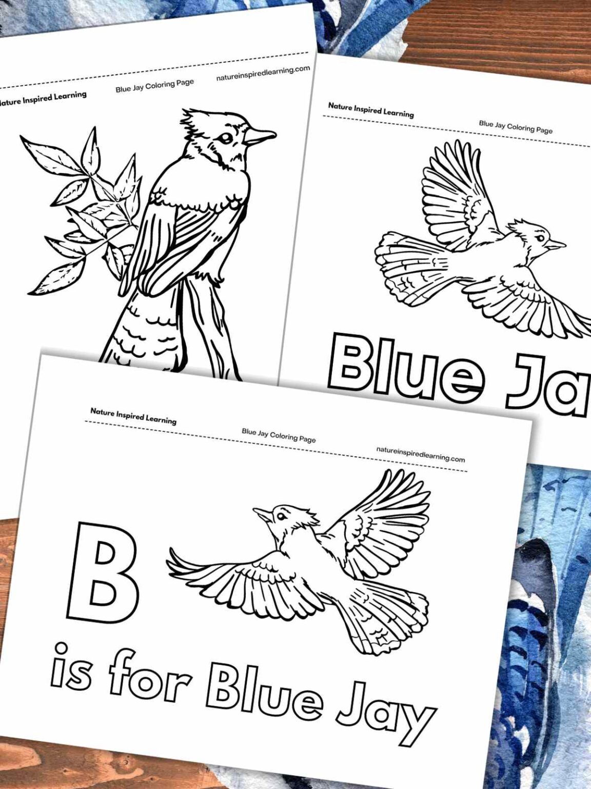 Blue Jay Coloring Pages - Nature Inspired Learning