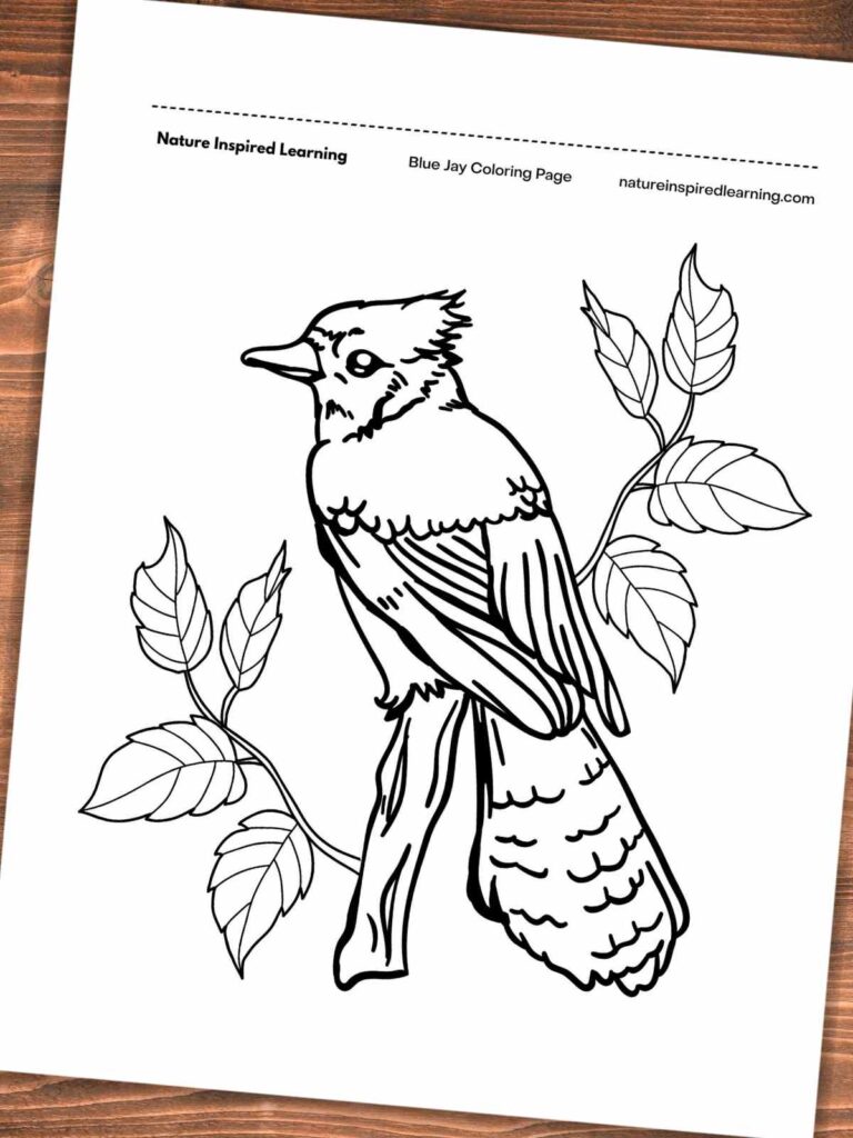 Blue Jay Coloring Pages - Nature Inspired Learning