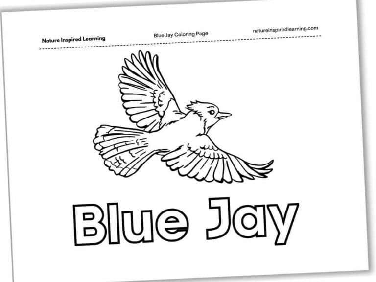 Blue Jay Coloring Pages - Nature Inspired Learning