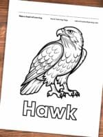 Hawk Coloring Pages - Nature Inspired Learning