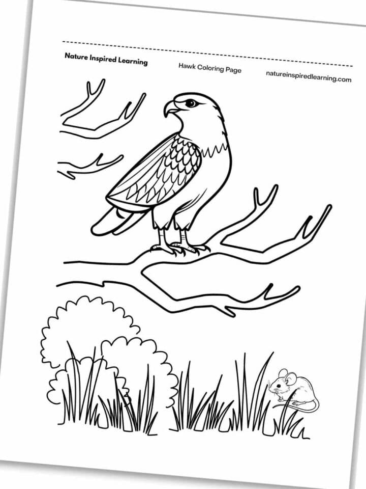 Hawk Coloring Pages - Nature Inspired Learning