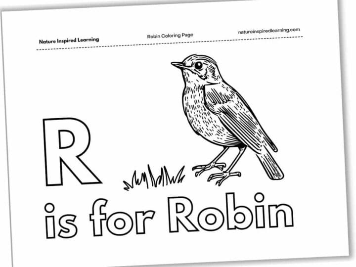 Robin Coloring Pages - Nature Inspired Learning