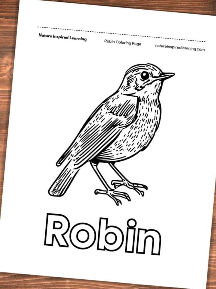 Robin Coloring Pages - Nature Inspired Learning
