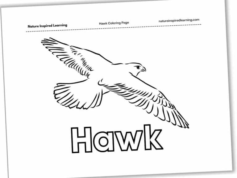 Hawk Coloring Pages - Nature Inspired Learning